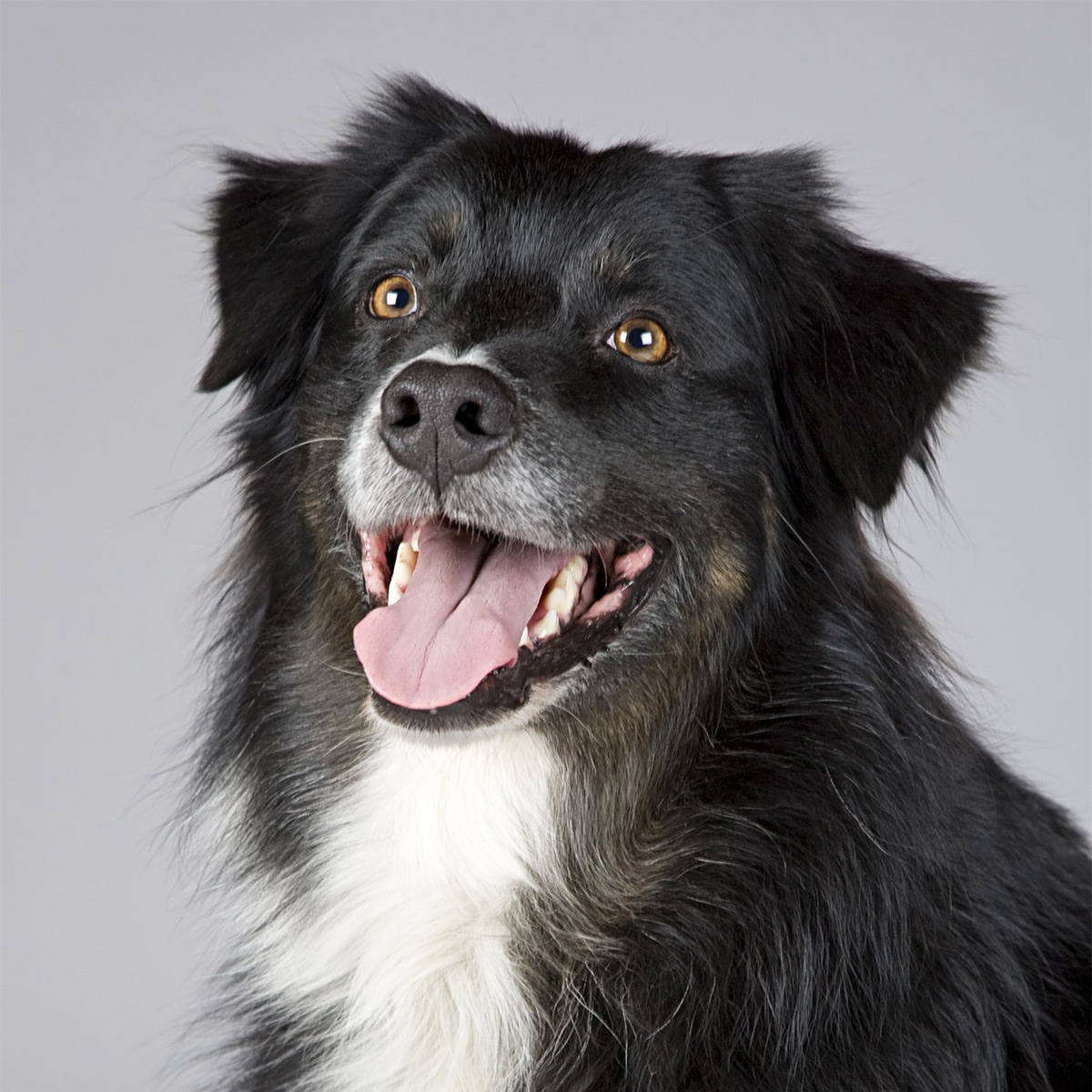 Alimentos para Mascotas | Nestlé
